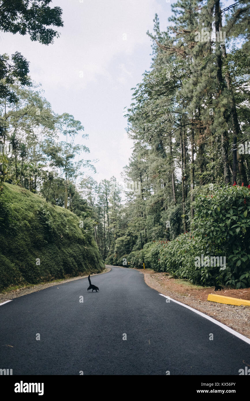 Coati, Coatimundi, crossing the street in El Arenal National Park, La ...