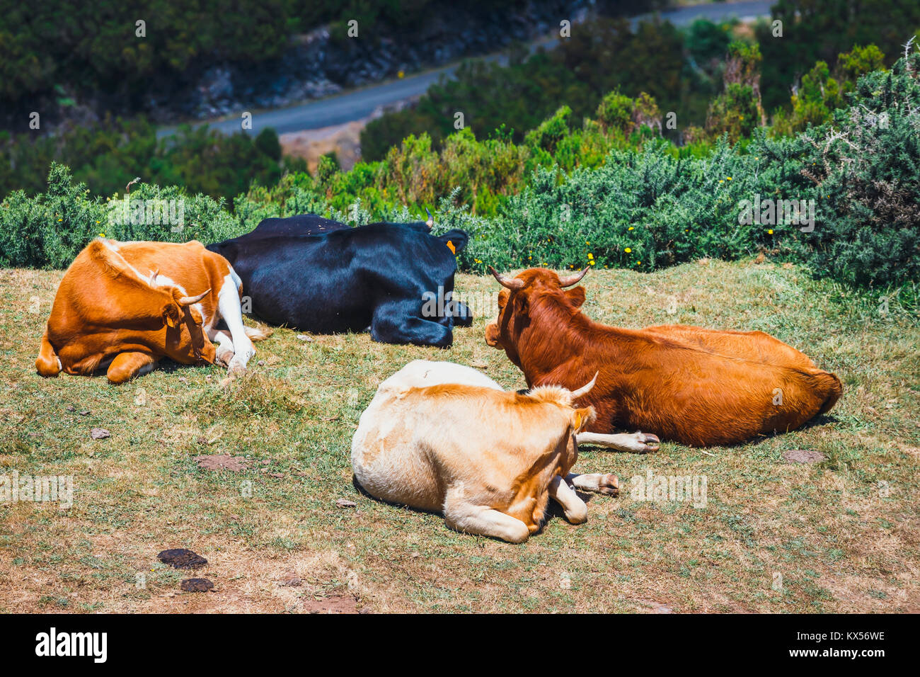 brown cows at the entrance to the trail to Levada das 25 fontes and ...