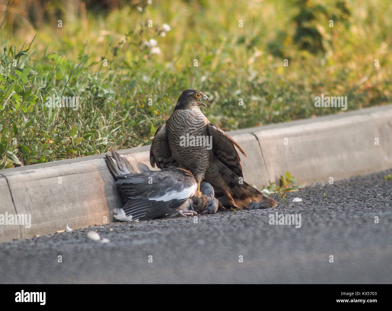Sparrowhawk Accipiter nisus with kill on side of main road Stock Photo ...