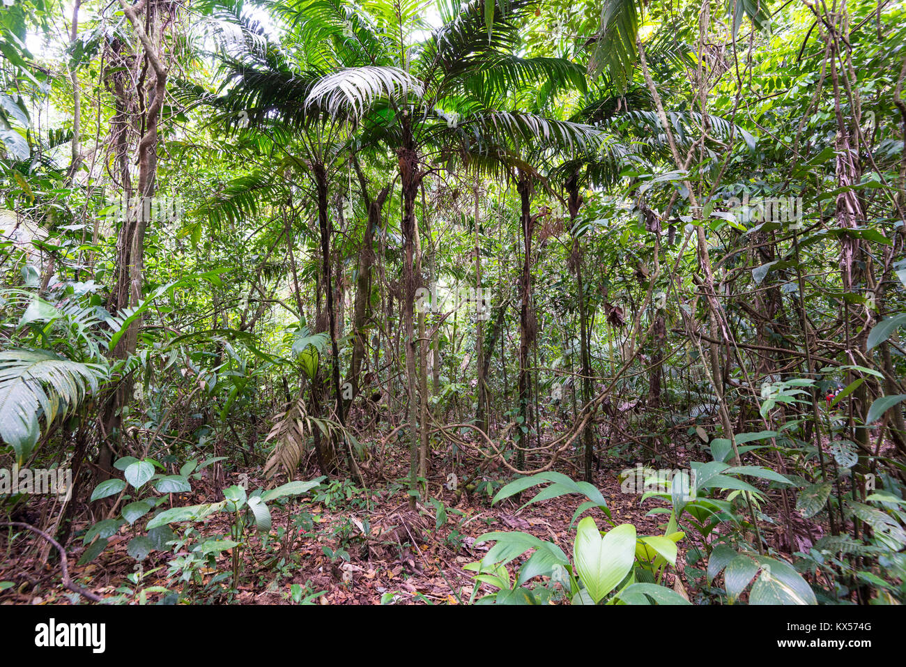 Dense rainforest, Arenal Volcano National Park, Alajuela province ...