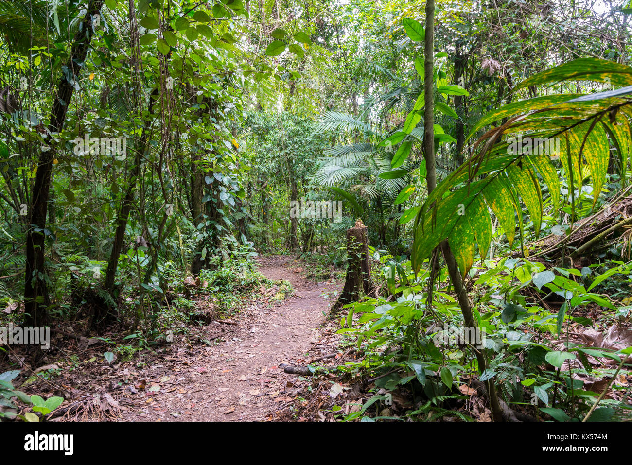 Dense rainforest, Arenal Volcano National Park, Alajuela province ...