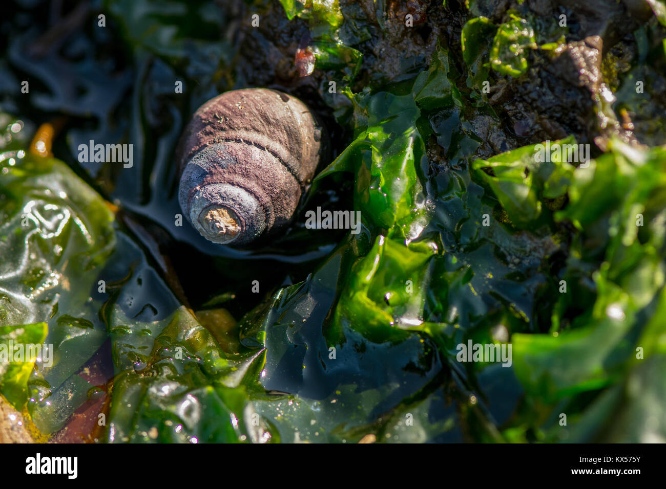 Kelp snail hi-res stock photography and images - Alamy