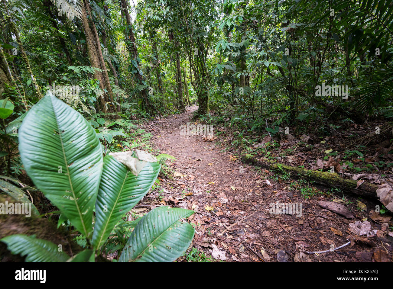 Dense rainforest, Arenal Volcano National Park, Alajuela province ...