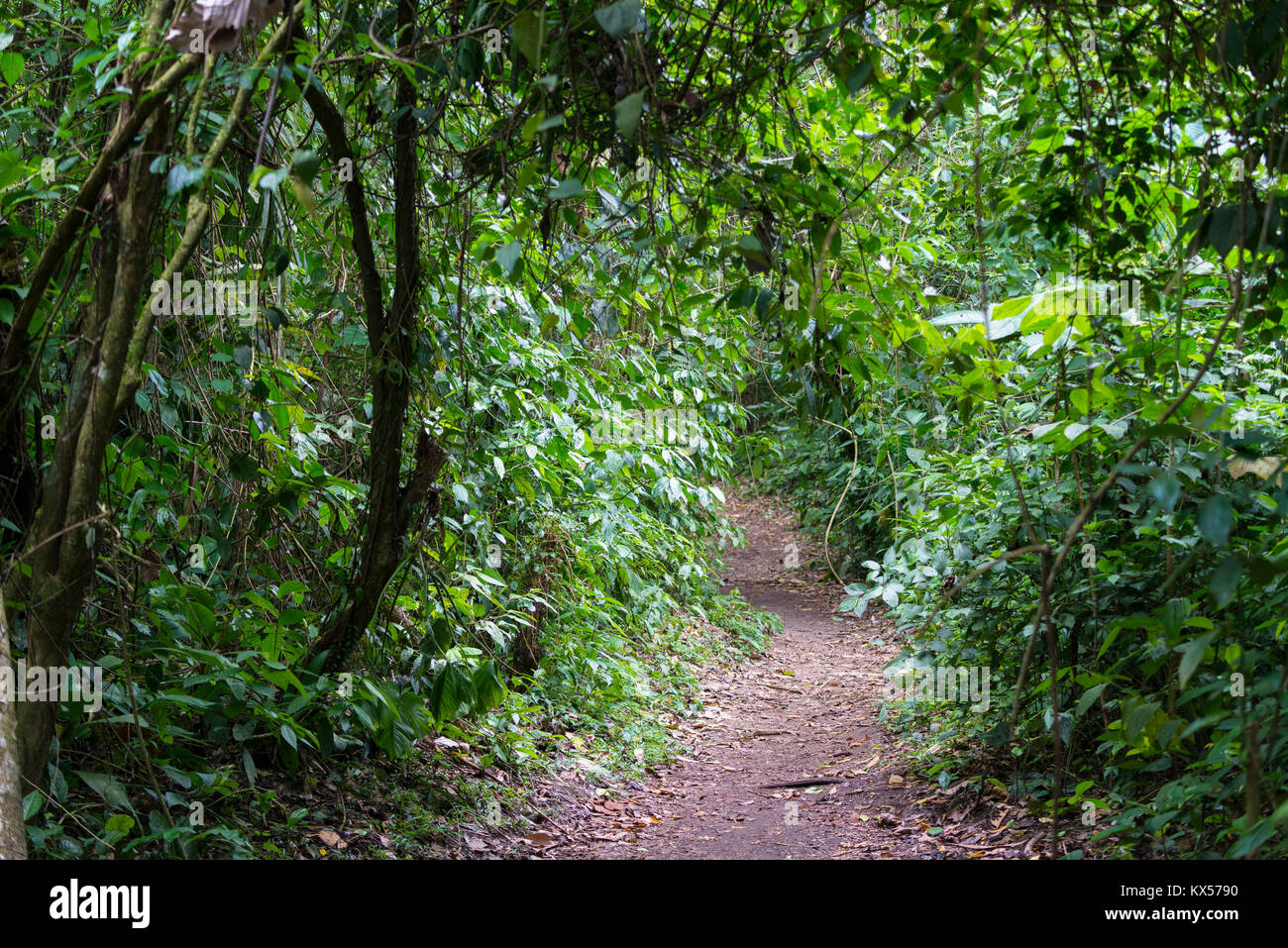 Dense rainforest, Arenal Volcano National Park, Alajuela province ...