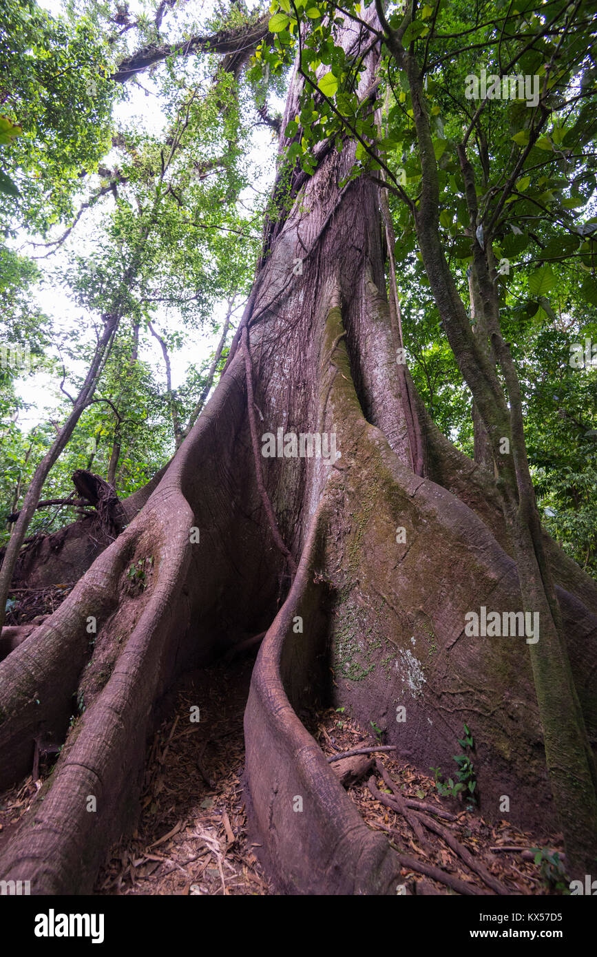 Kapok tree (Ceiba pentandra) in the tropical rain forest, Arenal ...