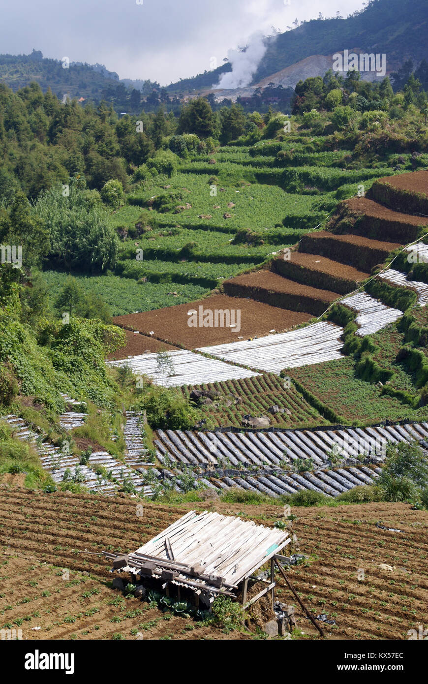 Farm in plateau Dieng, Java, Indonesia Stock Photo - Alamy