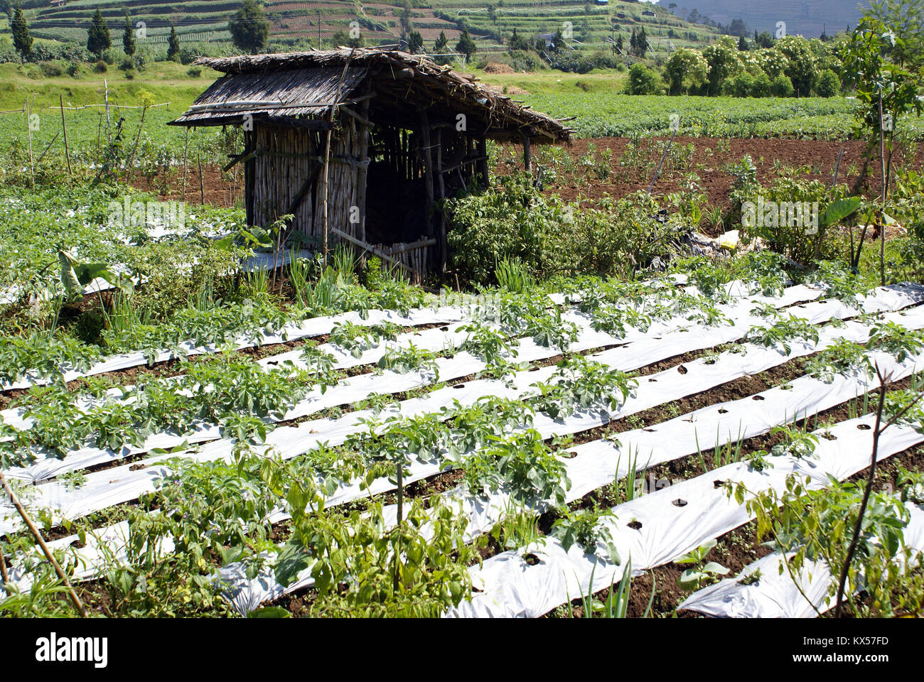 Farm field and hut on plateau Dieng, Java Stock Photo - Alamy
