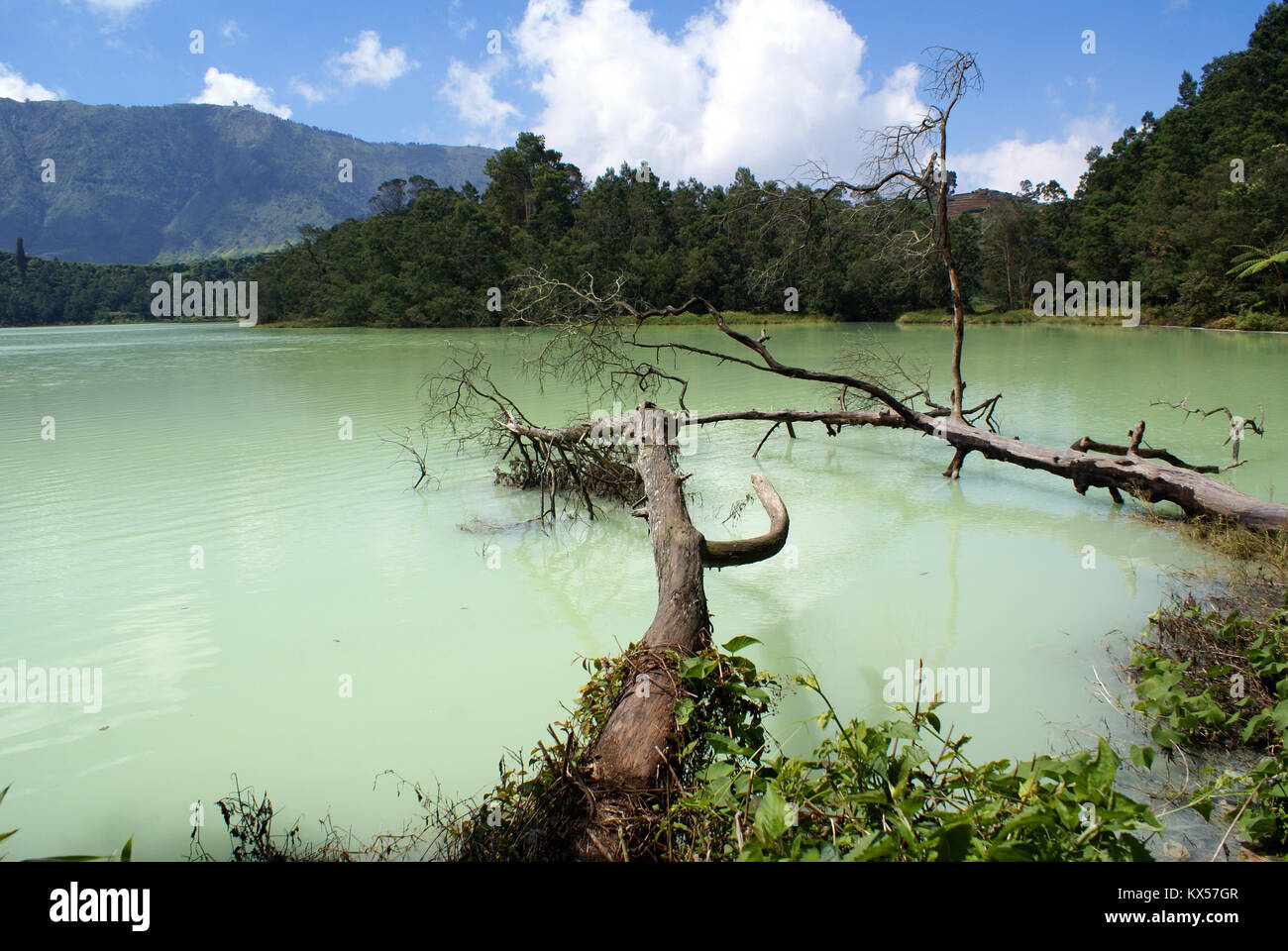 Trees in the lake Telaga WArna, Dieng plateau, Java Stock Photo - Alamy