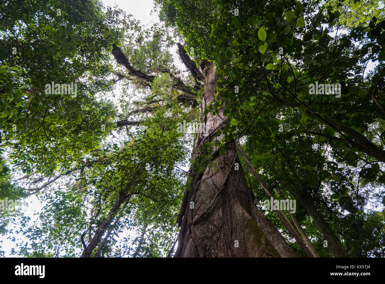 Kapok tree (Ceiba pentandra) in the tropical rain forest, Arenal ...