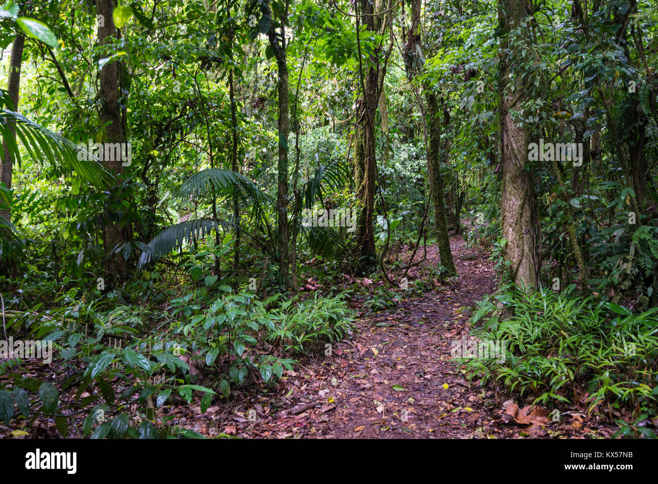 Dense rainforest, Arenal Volcano National Park, Alajuela province ...