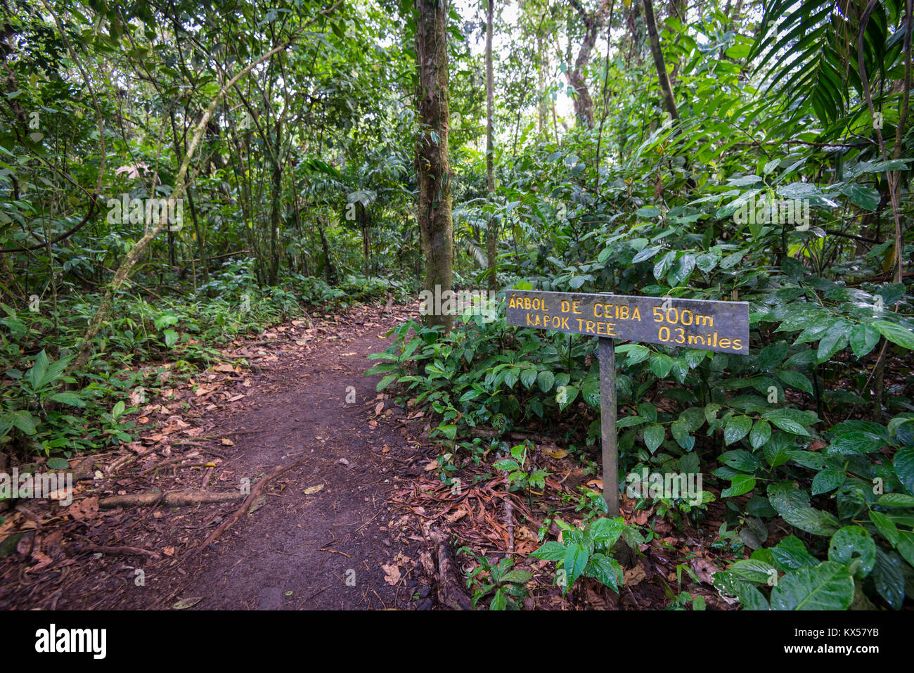 Dense rainforest, Arenal Volcano National Park, Alajuela province ...