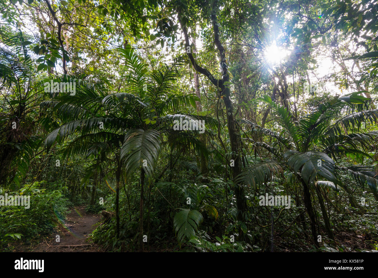 Dense rainforest, Arenal Volcano National Park, Alajuela province ...