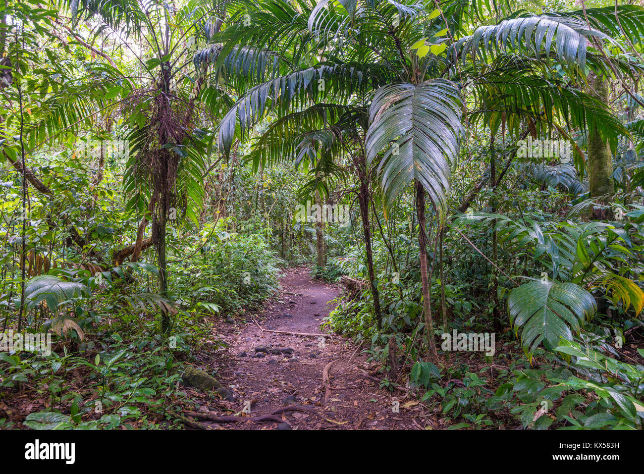 Dense rainforest, Arenal Volcano National Park, Alajuela province ...