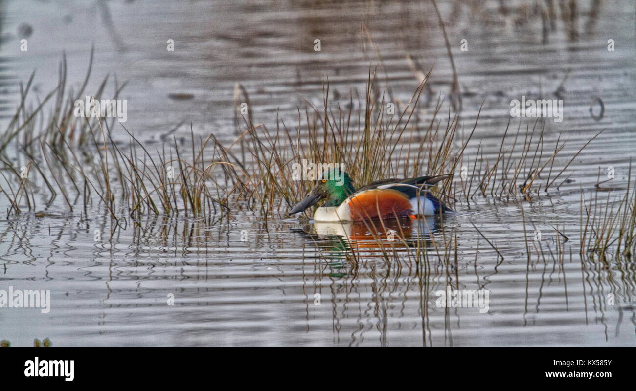 Northern shoveler in the middle of a pond Stock Photo - Alamy