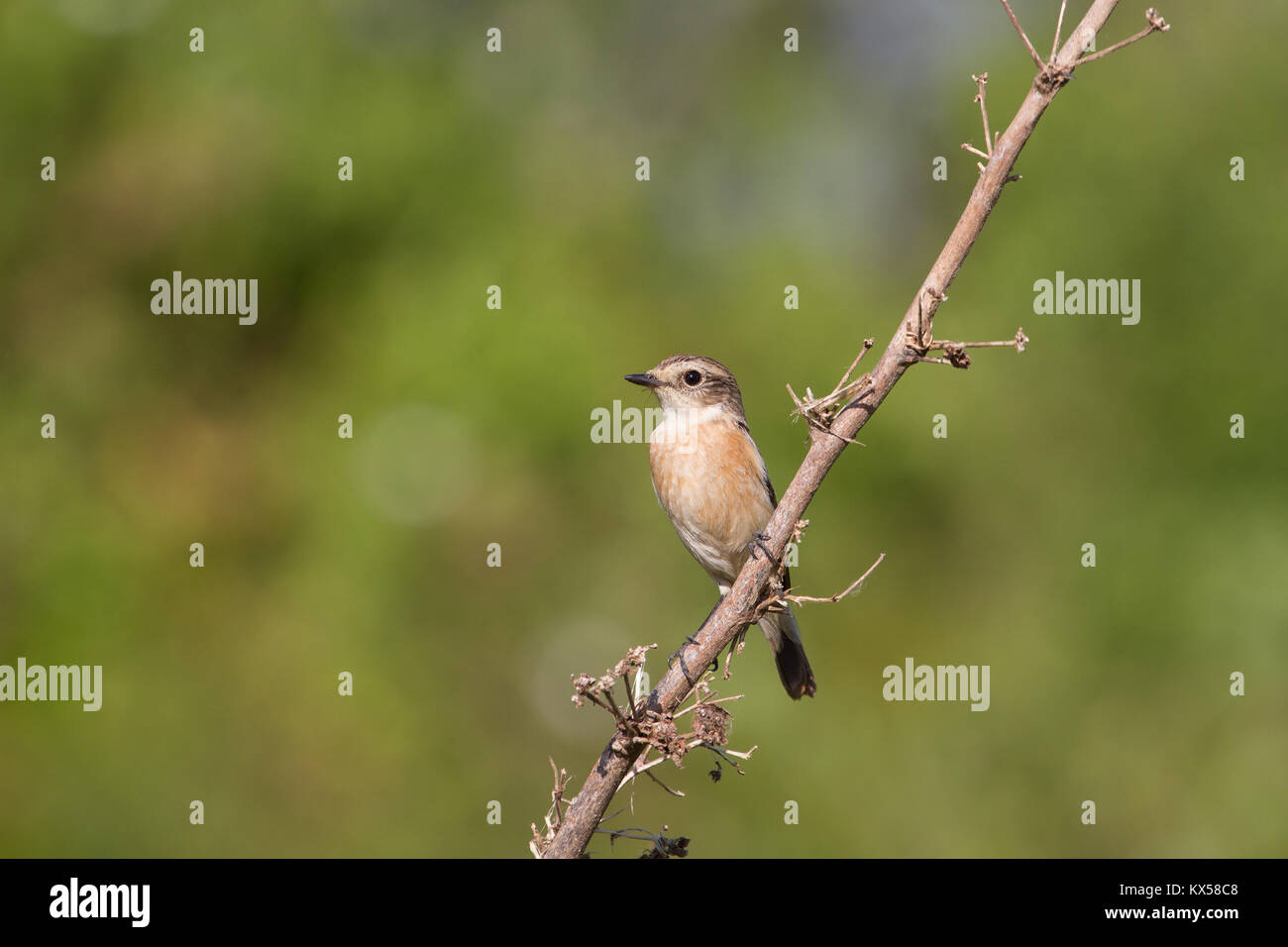 beautiful female Eastern Stonechat (Saxicola stejnegeri) in nature ...