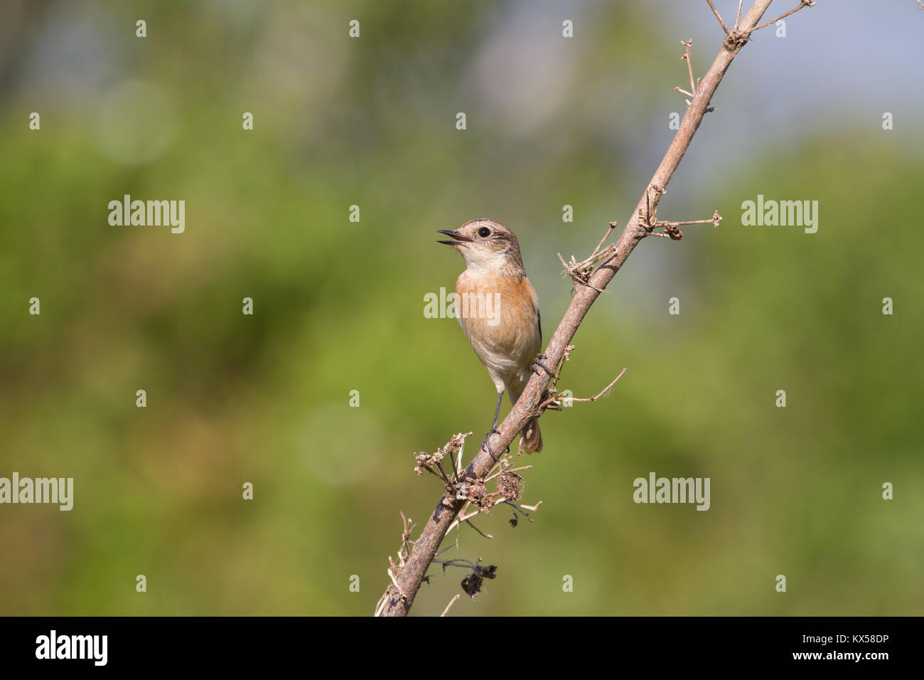 beautiful female Eastern Stonechat (Saxicola stejnegeri) in nature ...