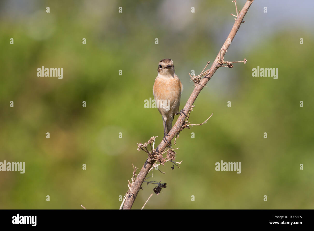 beautiful female Eastern Stonechat (Saxicola stejnegeri) in nature ...
