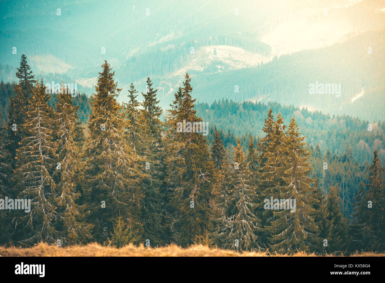 The dense coniferous forests in Bukovel, the heart of the Carpathians ...
