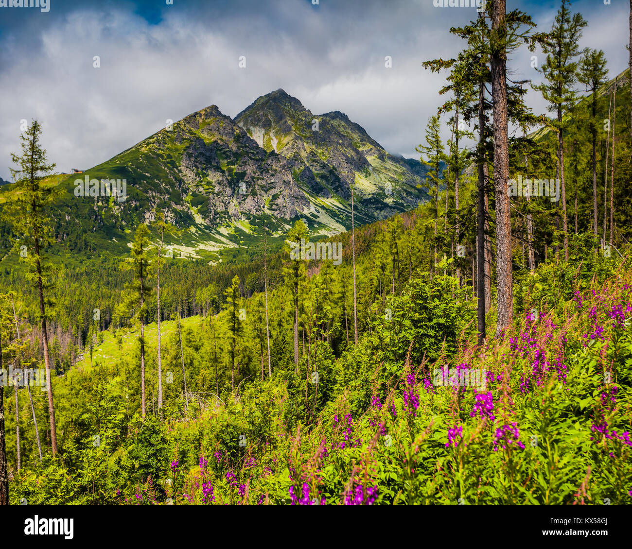 Panoramic view of the majestic Tatra Mountains in Slovakia. Summer ...