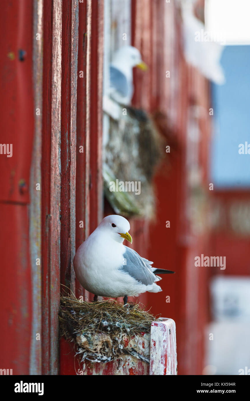 Kittiwake cabin hi-res stock photography and images - Alamy