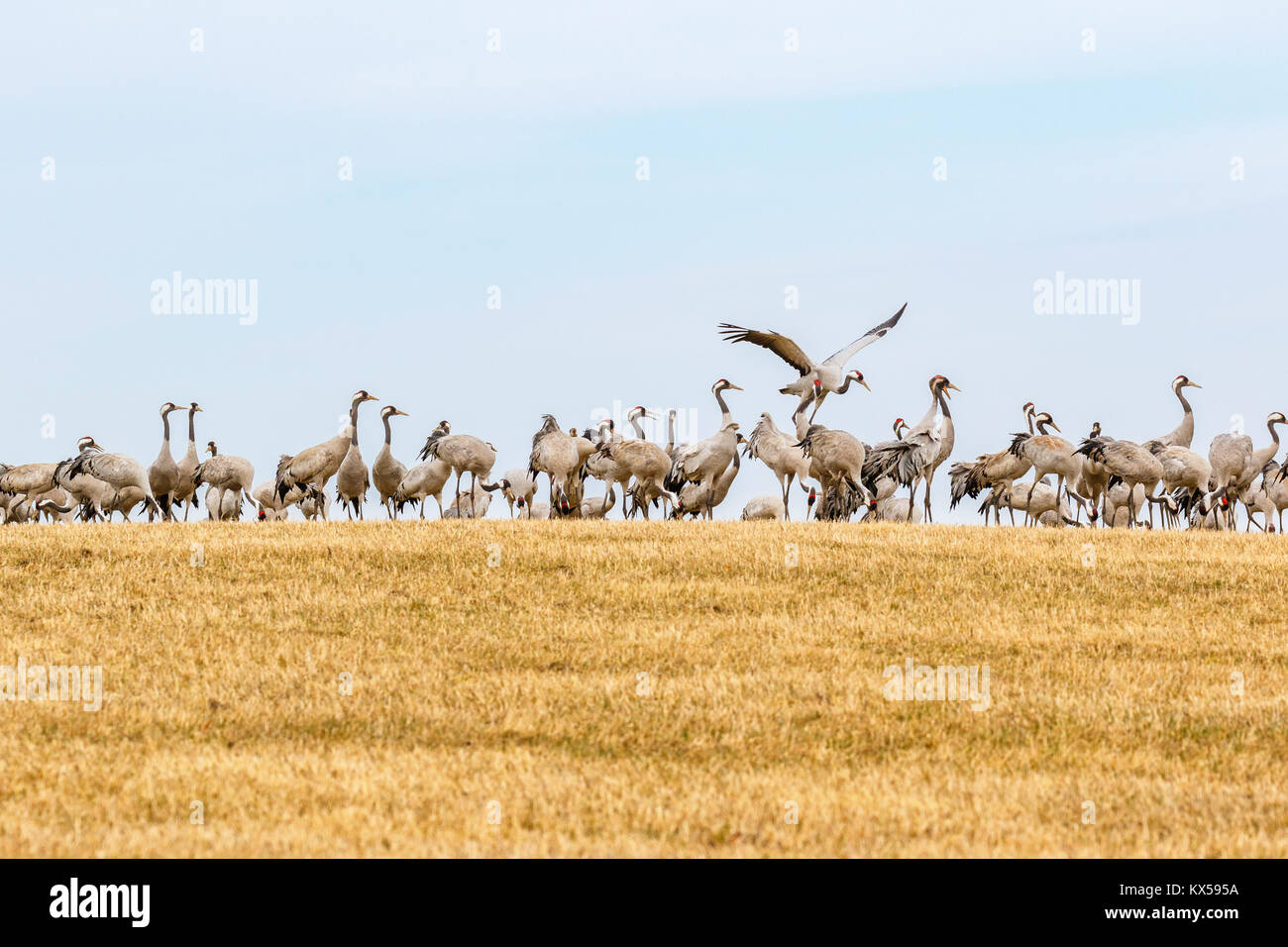 Flock on a stubble hi-res stock photography and images - Alamy