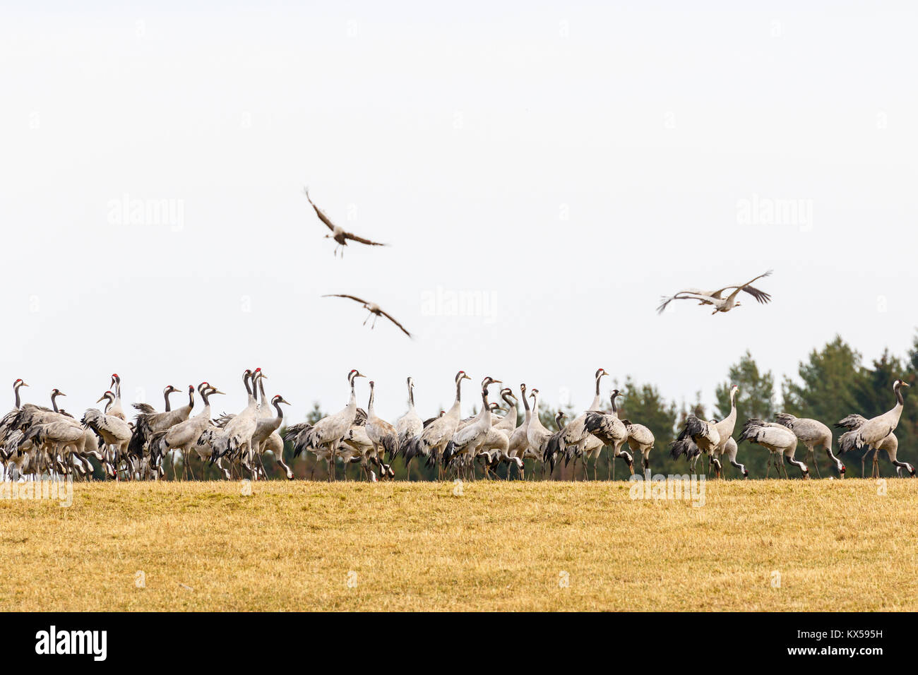 Flock cranes stand in hi-res stock photography and images - Alamy