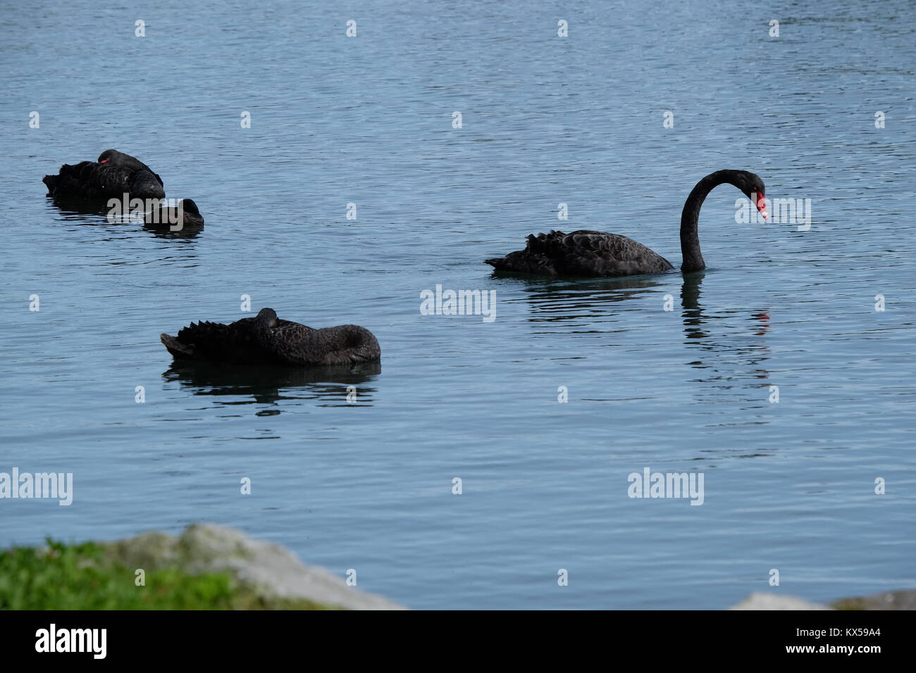 Swans in new zealand hi-res stock photography and images - Alamy
