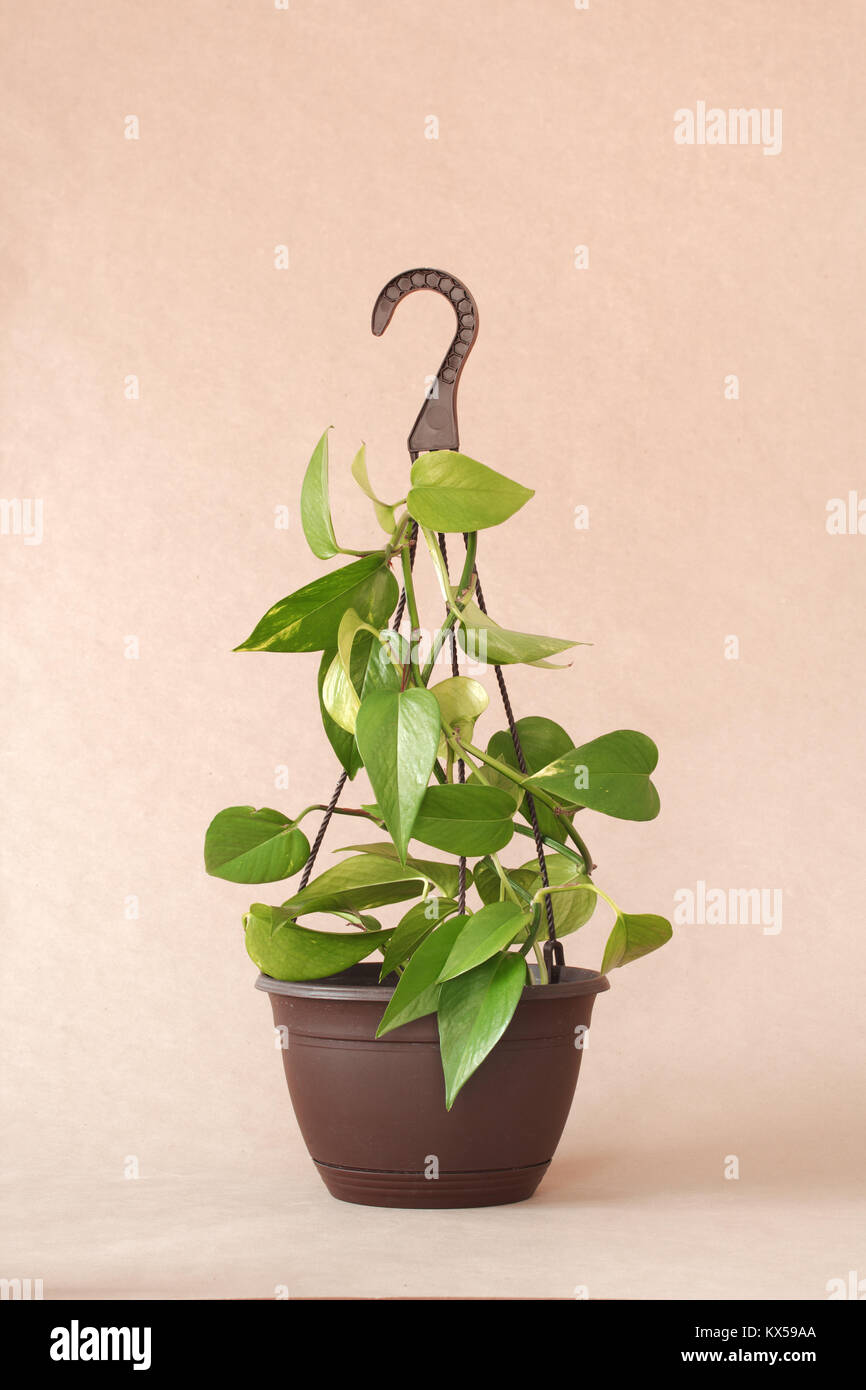Potted Pothos houseplant with warm color background Stock Photo - Alamy
