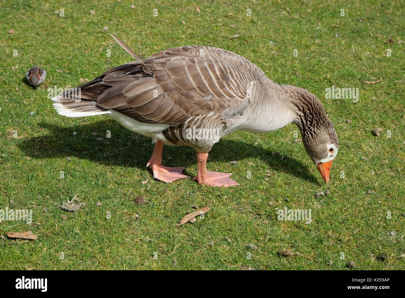 Duck on a rope hi-res stock photography and images - Alamy