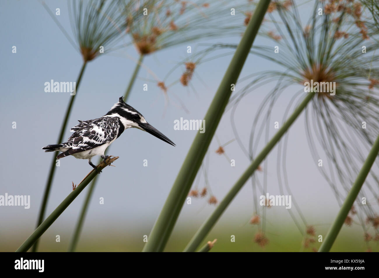 Fishing the okavango hi-res stock photography and images - Alamy