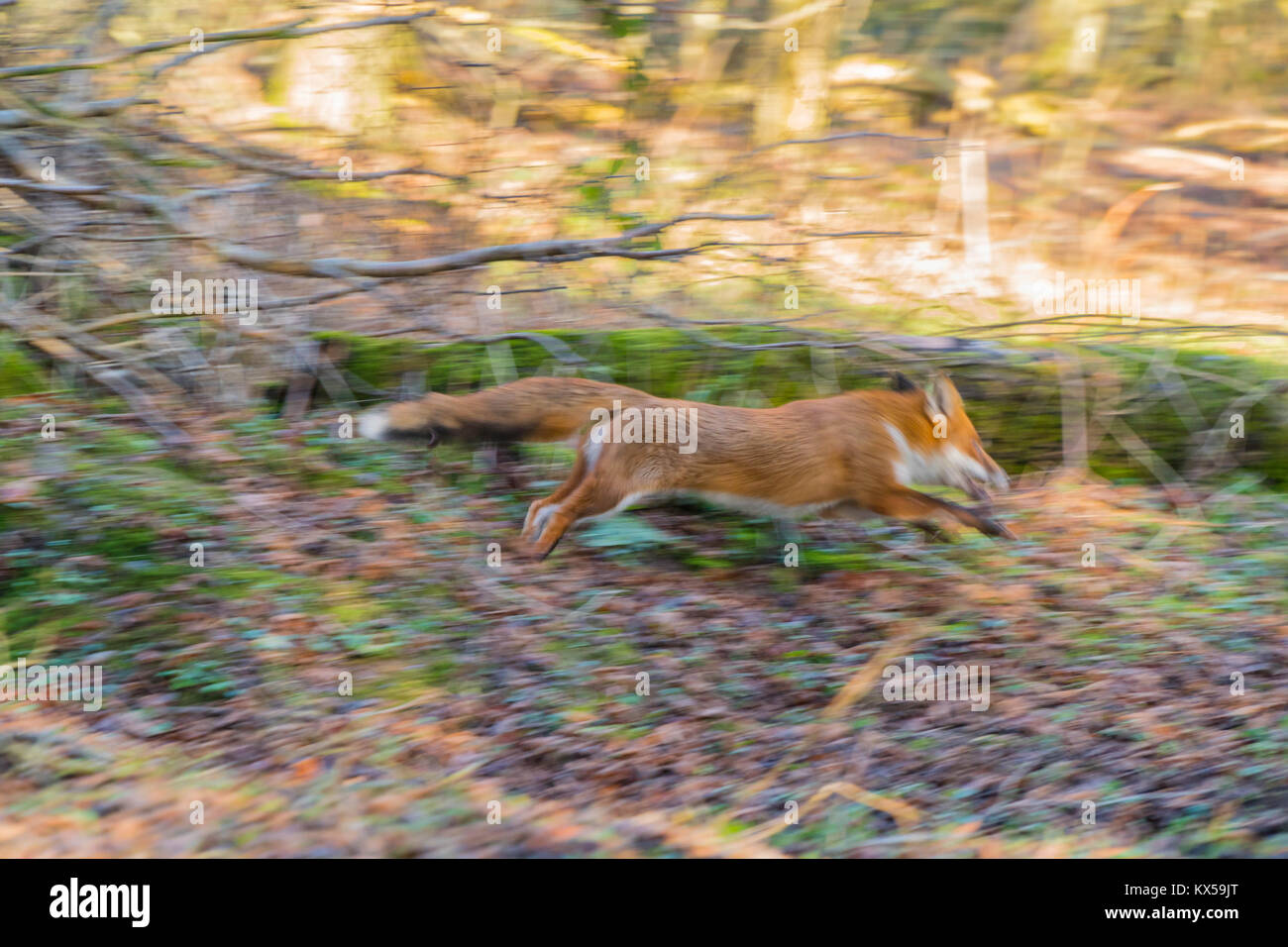 Running fox uk hi-res stock photography and images - Alamy