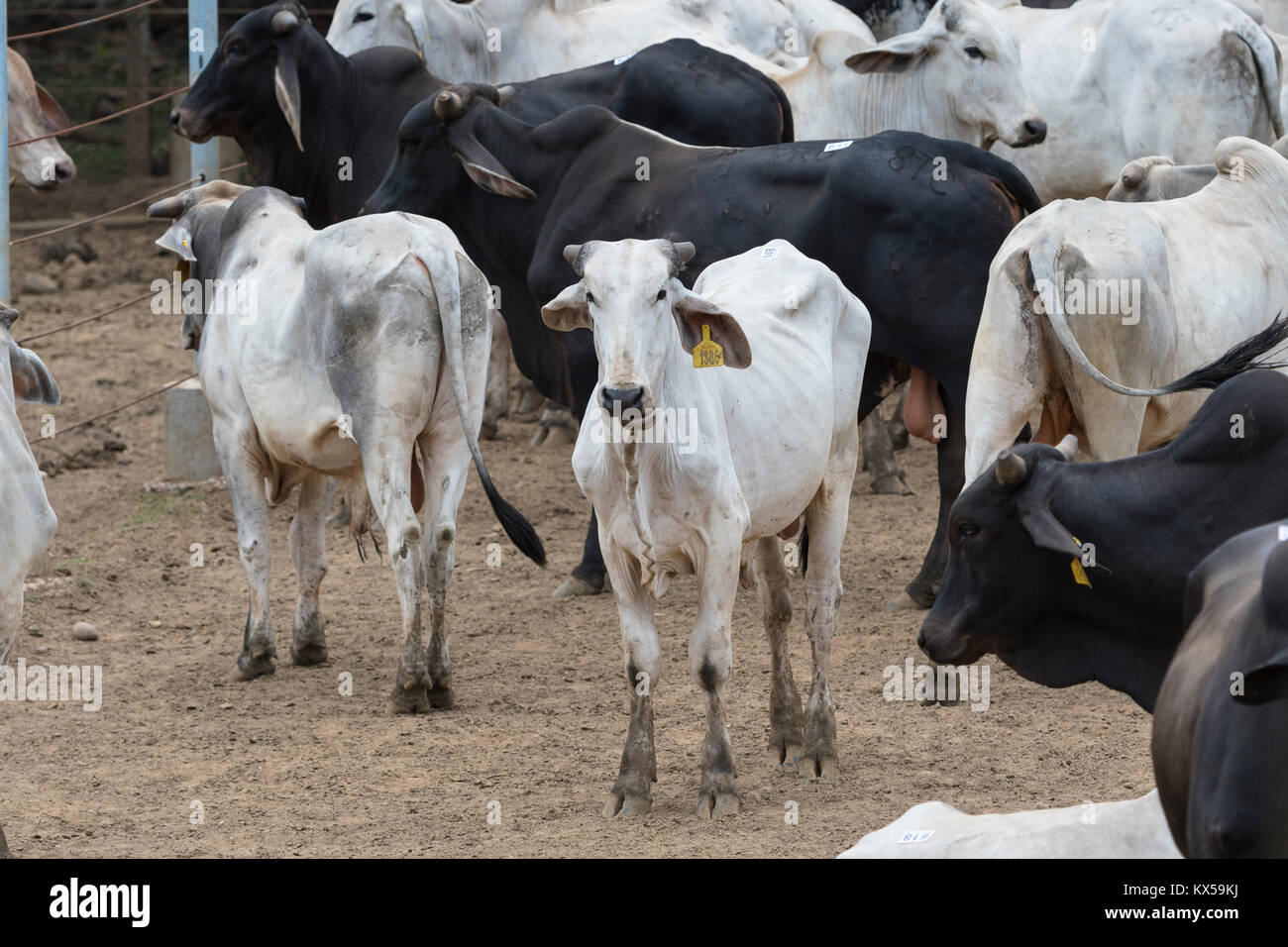 Cramped cattle in auction hall, Costa Rica Stock Photo - Alamy