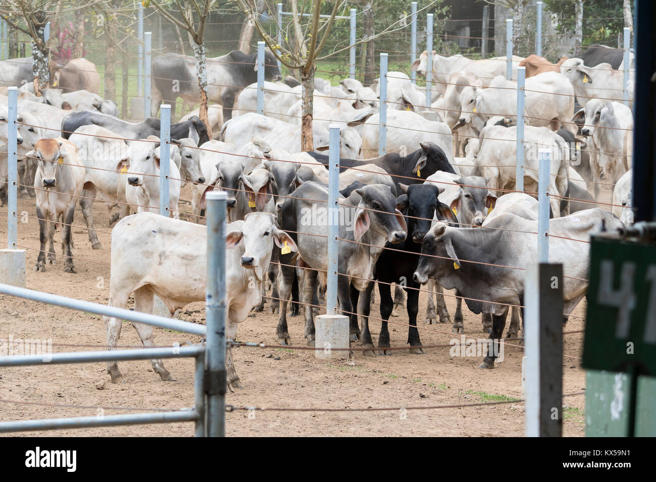 Cramped cattle in auction hall, Costa Rica Stock Photo - Alamy