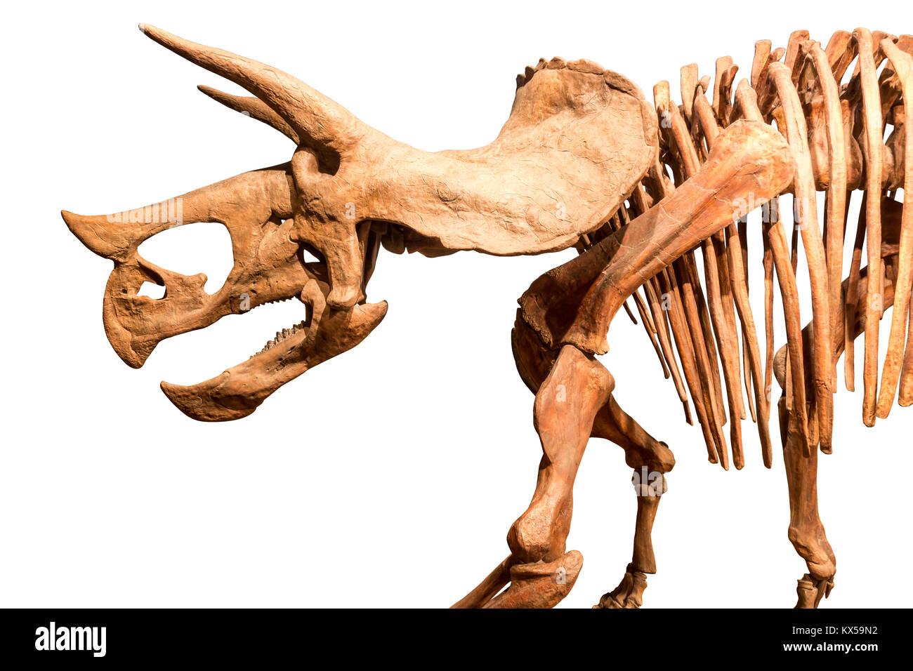Skeleton of Triceratops . isolate background Stock Photo - Alamy