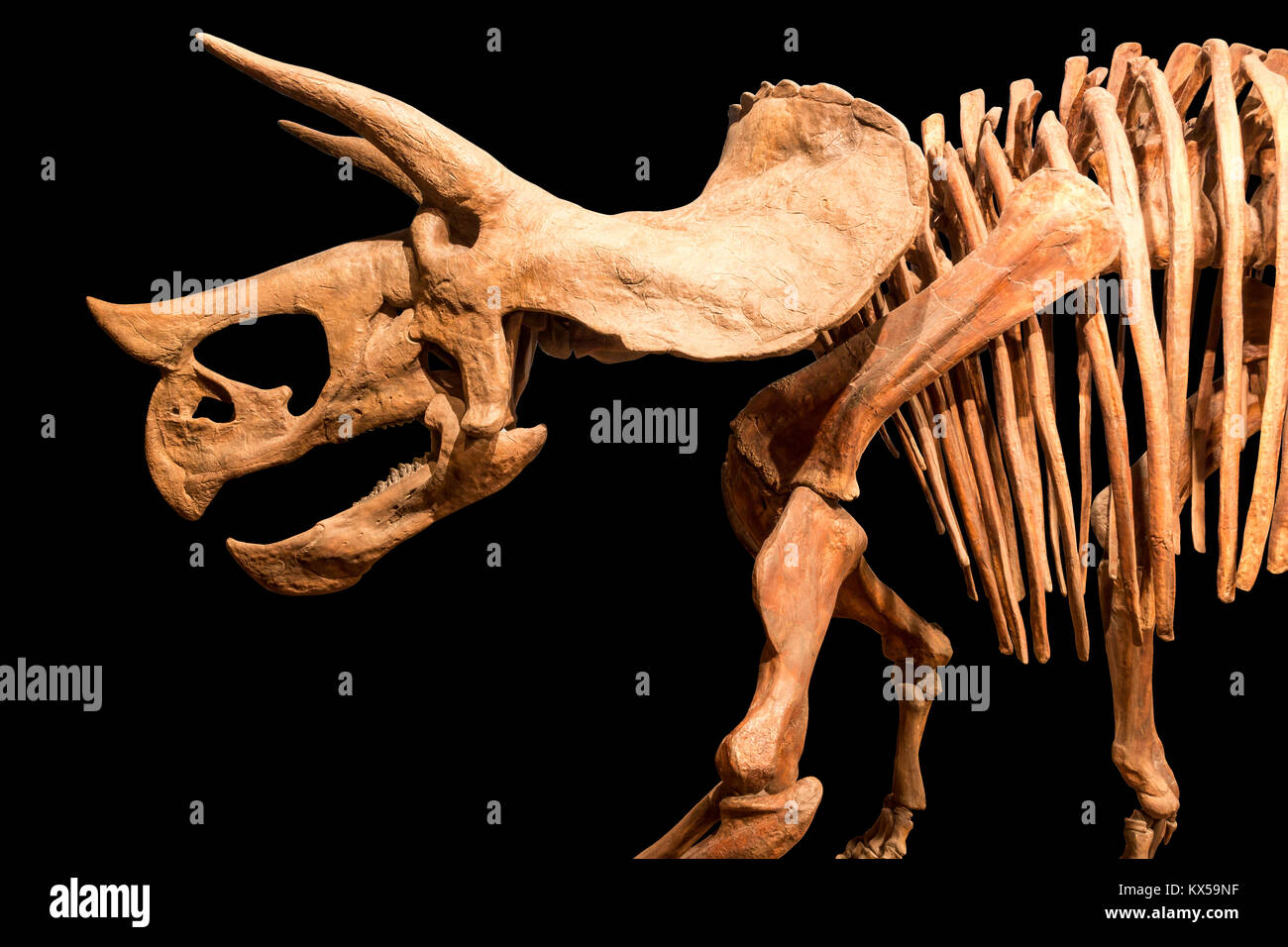 Triceratops skeleton hi-res stock photography and images - Alamy