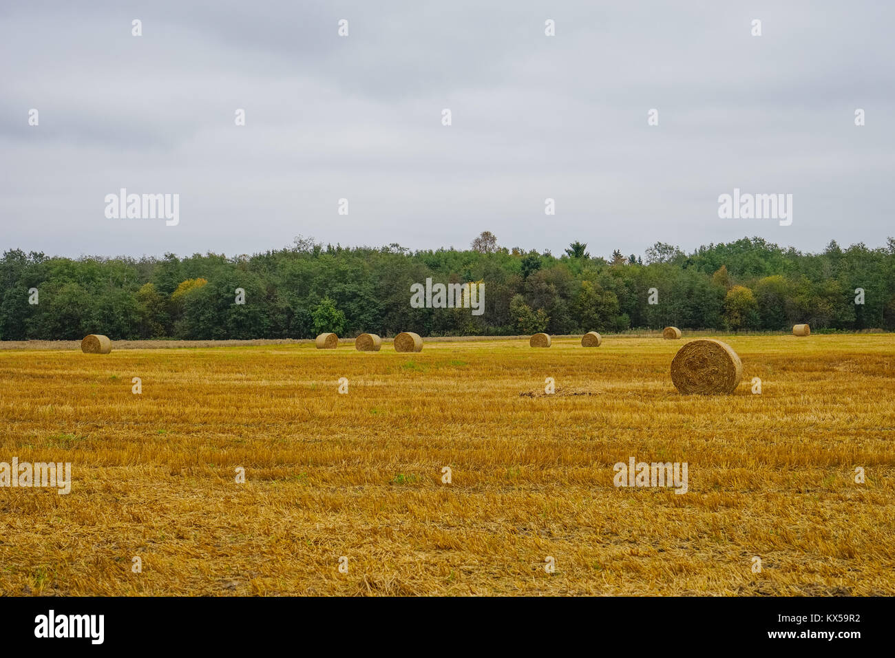 Landscape with straw bales Stock Photo - Alamy