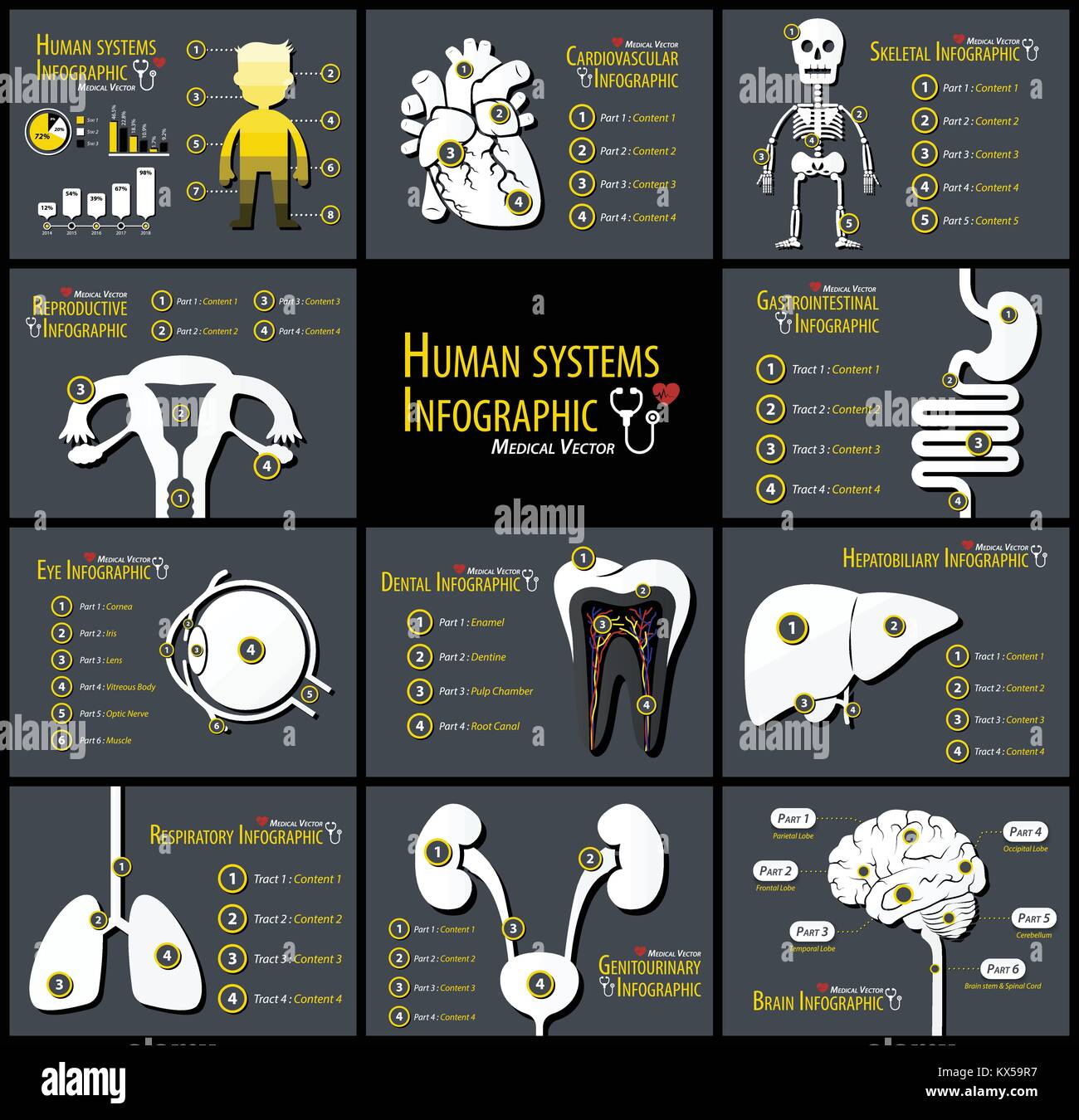 Set Of Human Systems Infographics Cardiovascular Skeletal