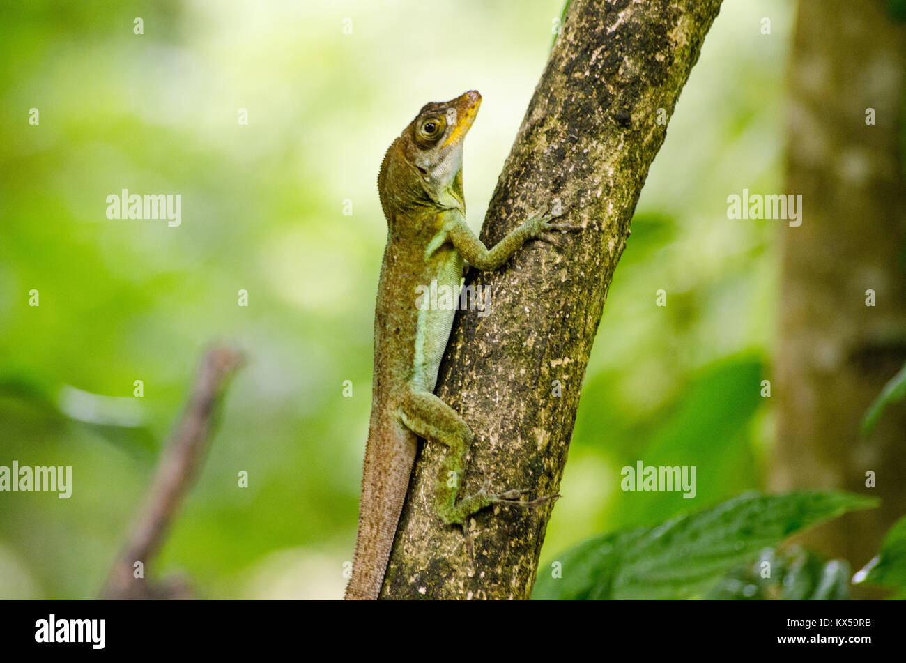 A large anolis lizard climbing up a tree trunk in the rainforest of ...