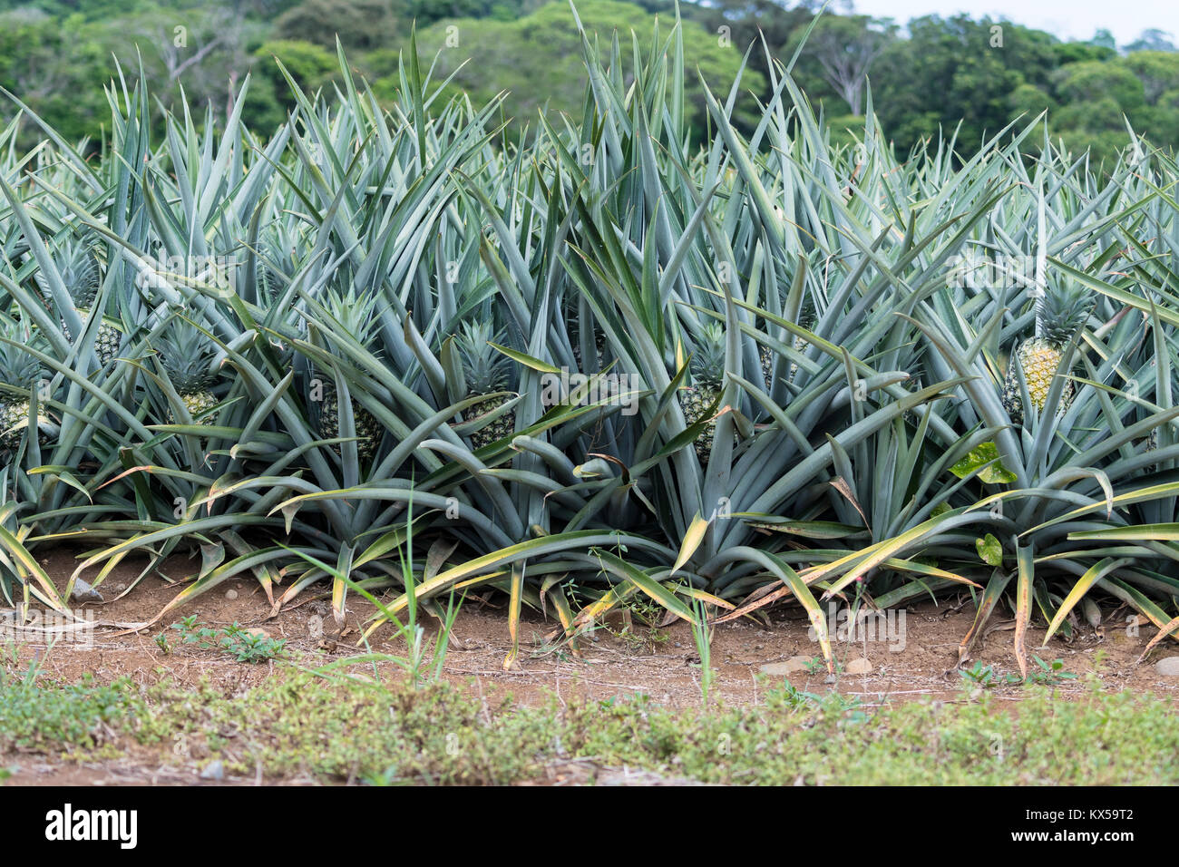 Pineapple (pineapple comosus), pineapple field, near Pital, Costa Rica ...