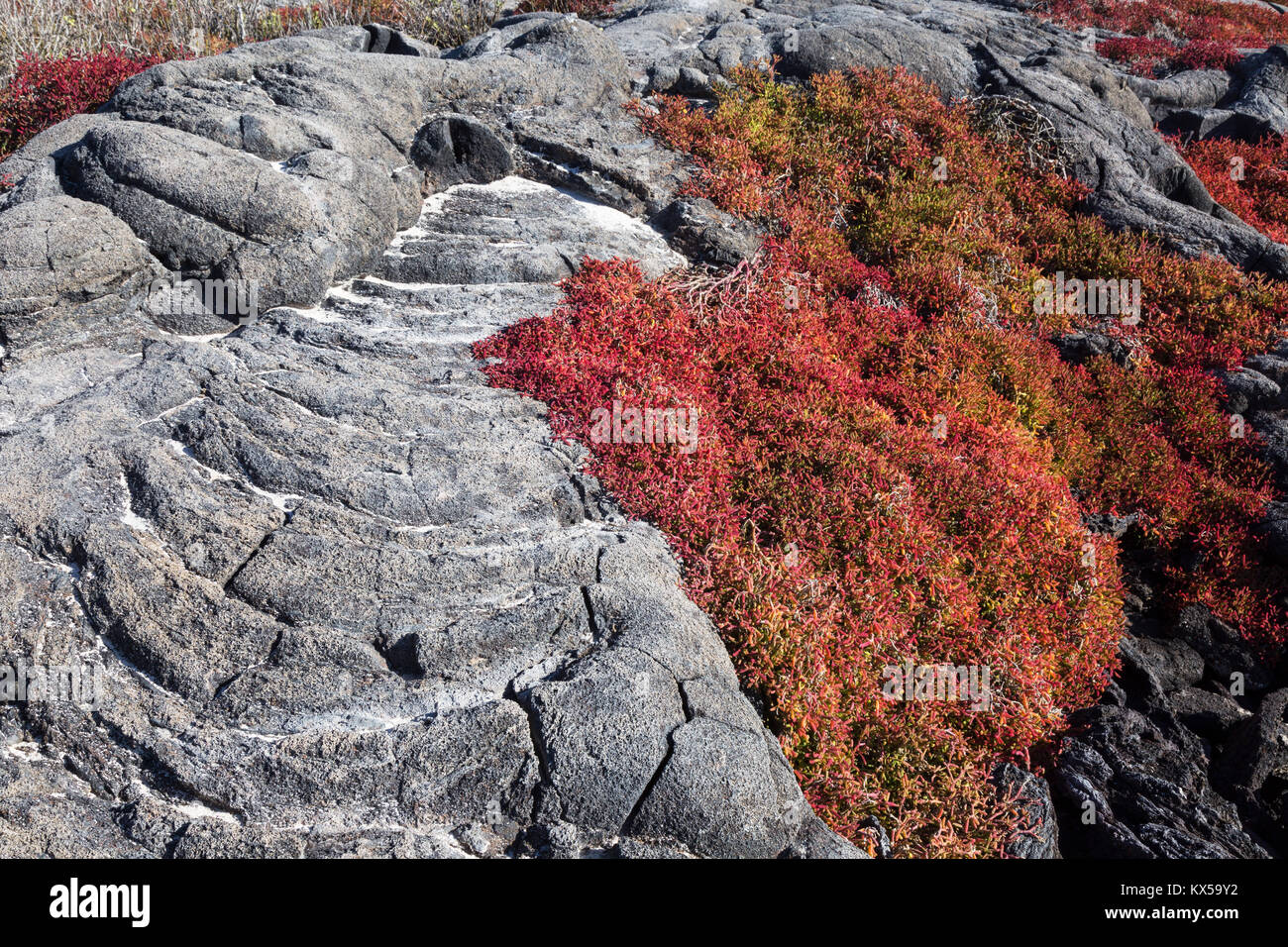 Lava galapagos plant plants hi-res stock photography and images - Alamy