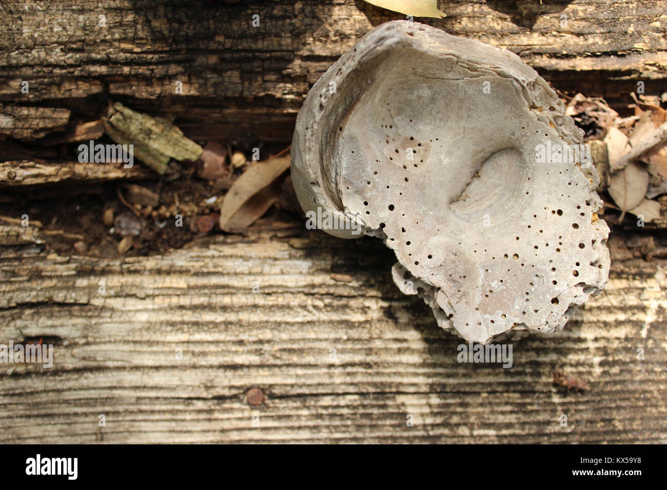 Petrified shell hi-res stock photography and images - Alamy