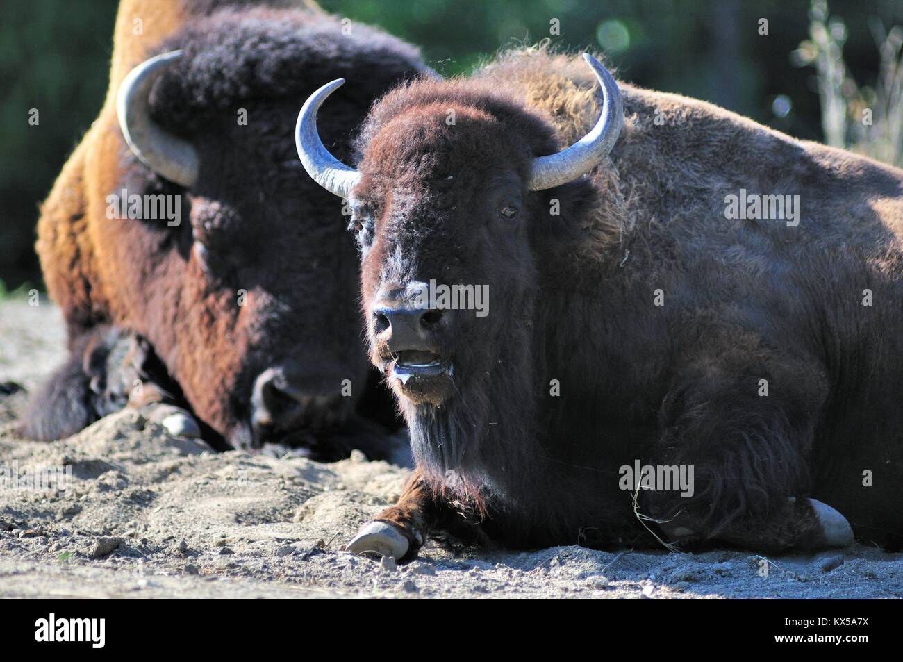 A young American bison or buffalo (Bison bison) among a small herd at ...
