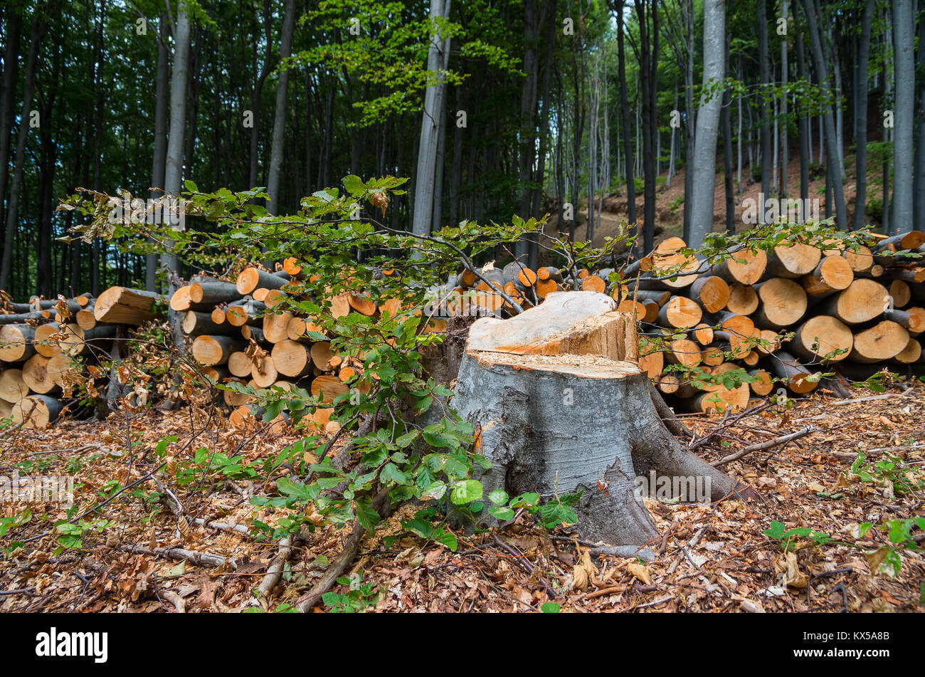 Deforestation of deciduous forests Stock Photo - Alamy