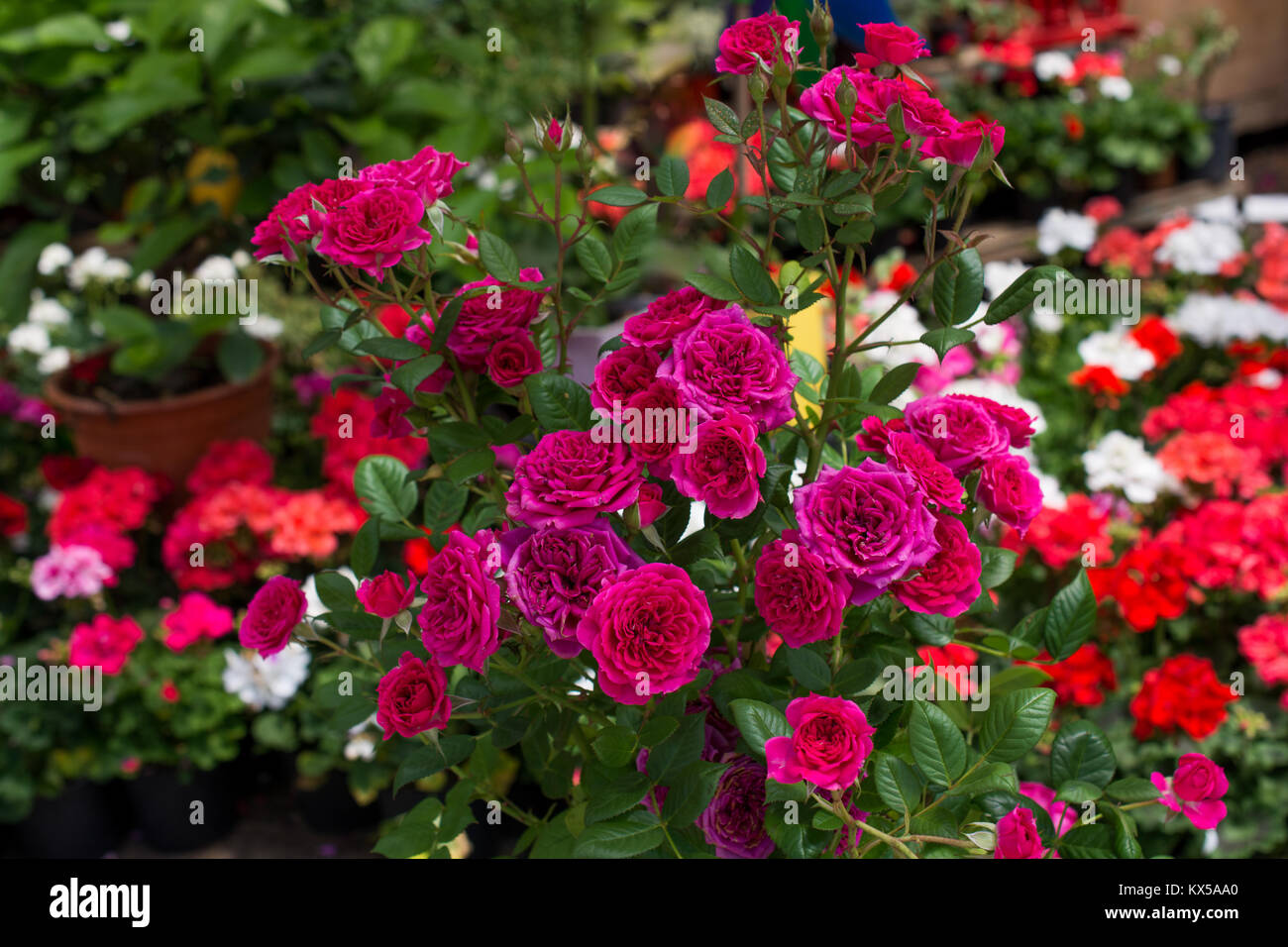 Beautiful fresh flowers in nature background Stock Photo - Alamy