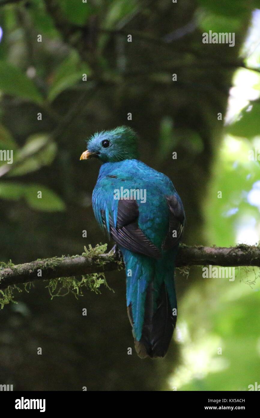 Quetzal blue hi-res stock photography and images - Alamy