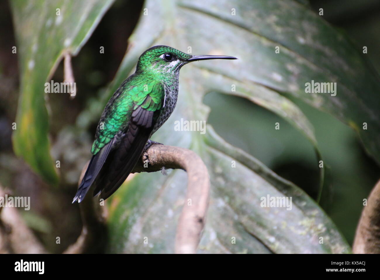 Green crowned brilliant hummingbird Stock Photo - Alamy