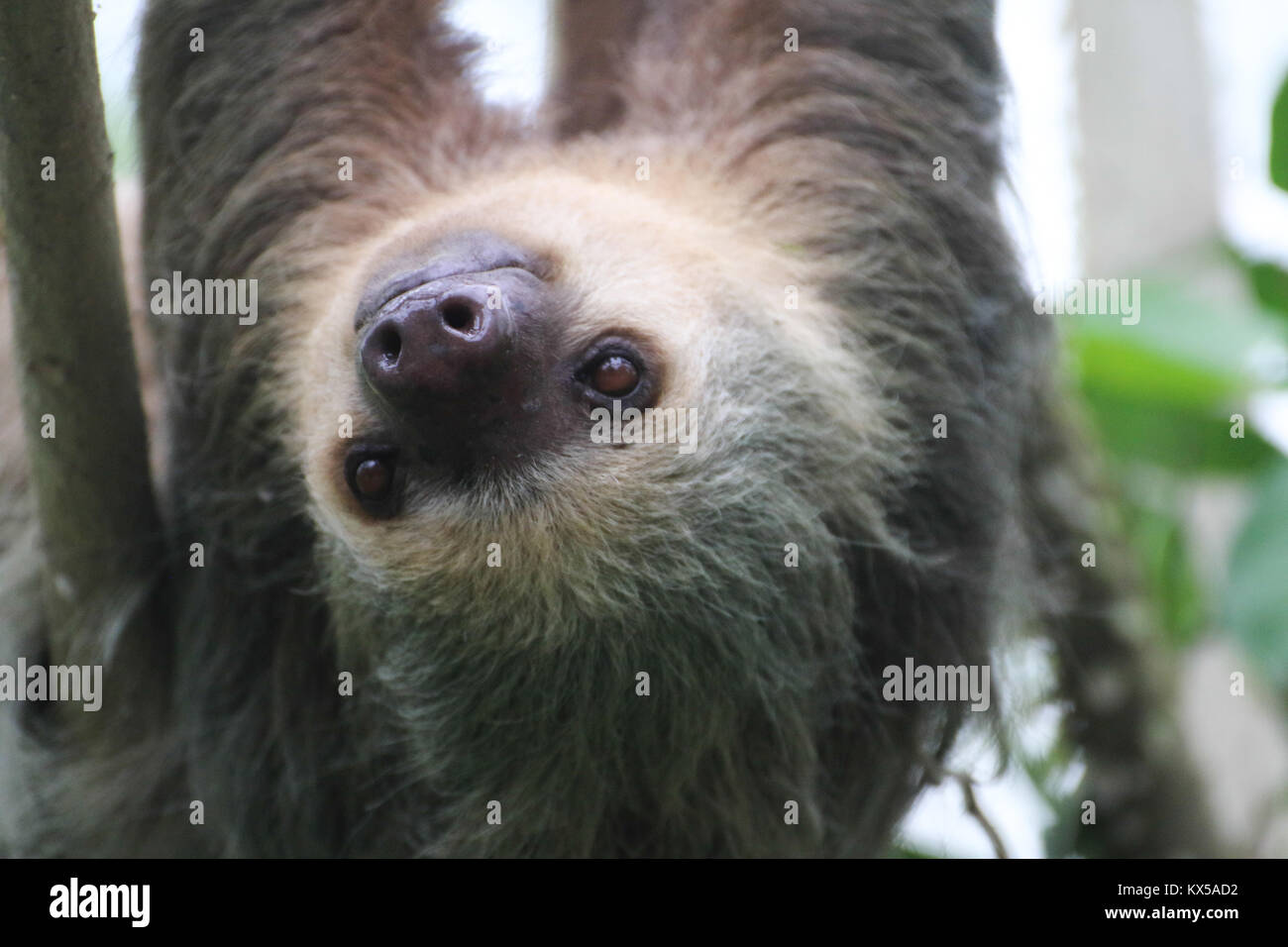 Sloth seen in Costa Rica Stock Photo - Alamy