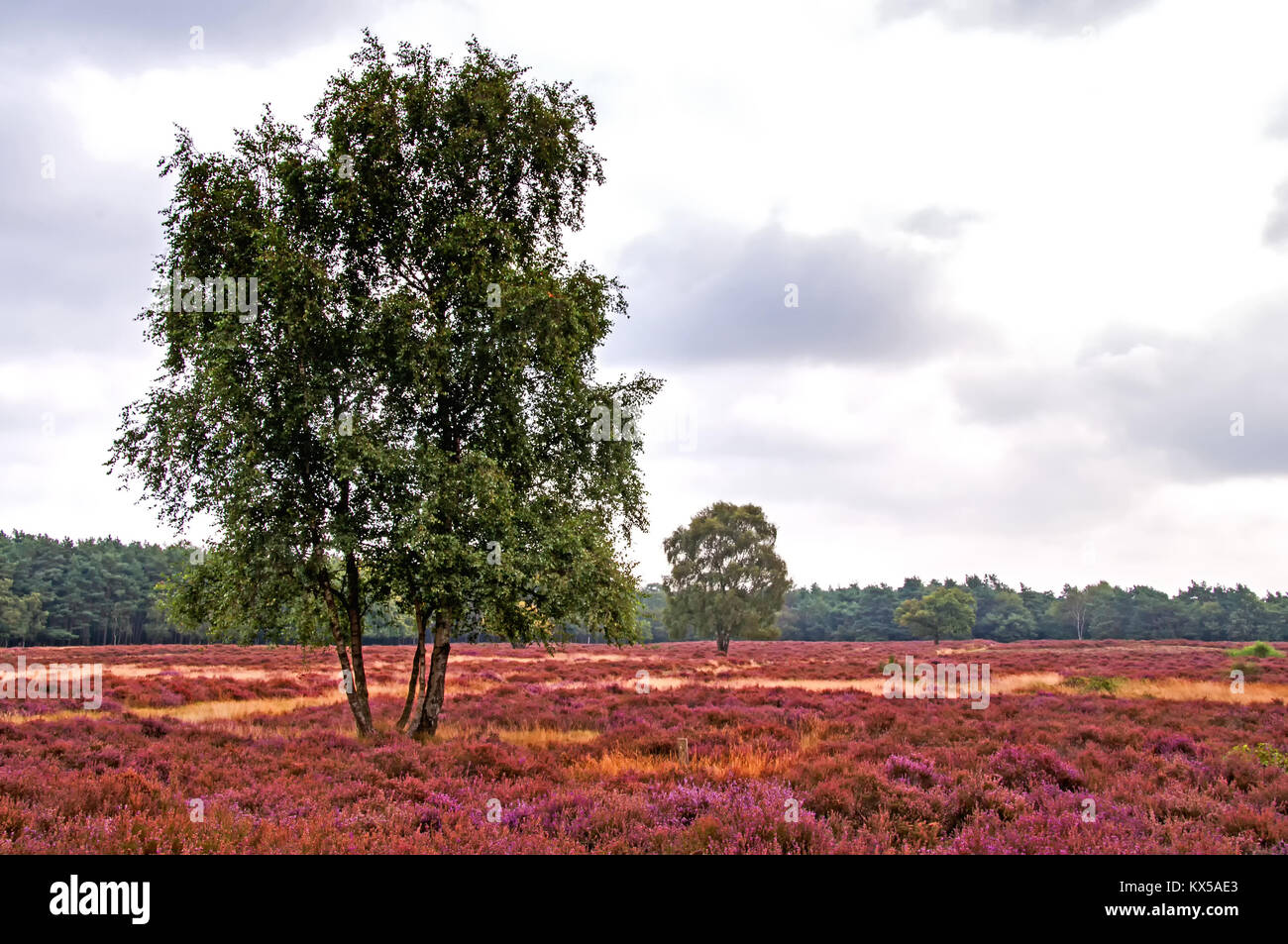 Heathland scenery hi-res stock photography and images - Alamy