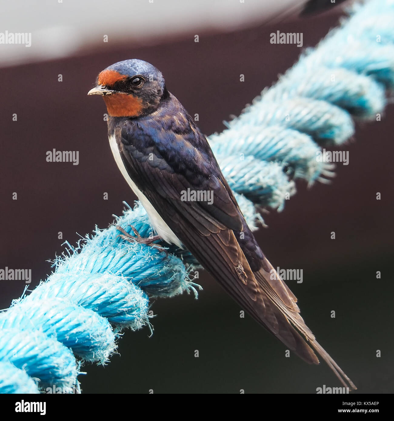 close-up of a barn swallow Stock Photo - Alamy