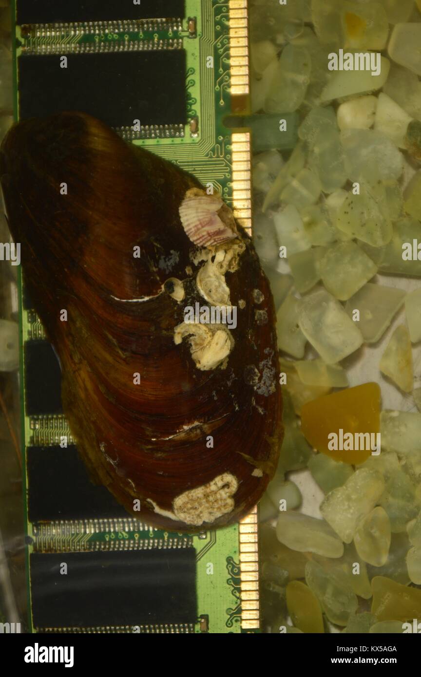 I do not remember anything Stock Photo - Alamy